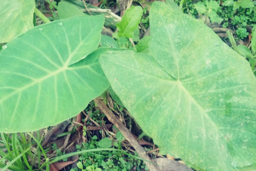 Veja como cultivar a Taioba: planta para decorar e consumir – Horta ...