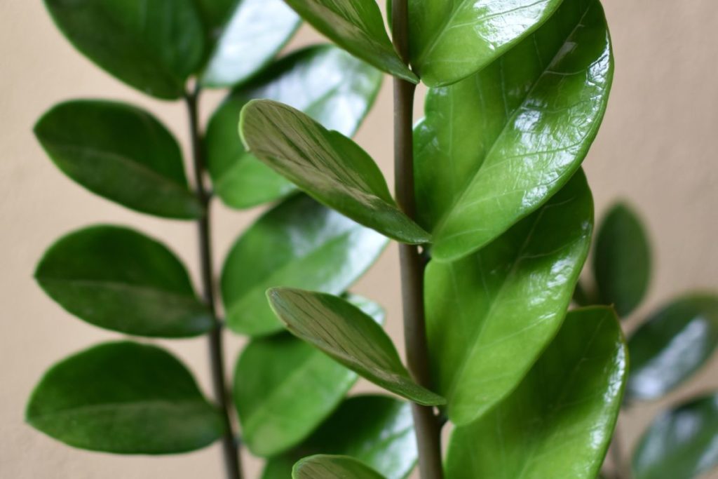 Zamioculca; saiba todos os segredos para cultivar a queridinha dos ...