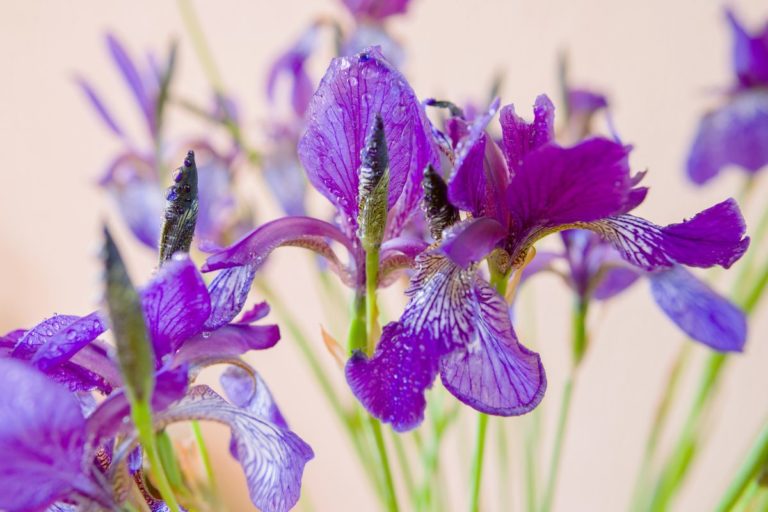 Flor-de-lis planta: saiba tudo sobre ela antes de plantar em seu jardim
