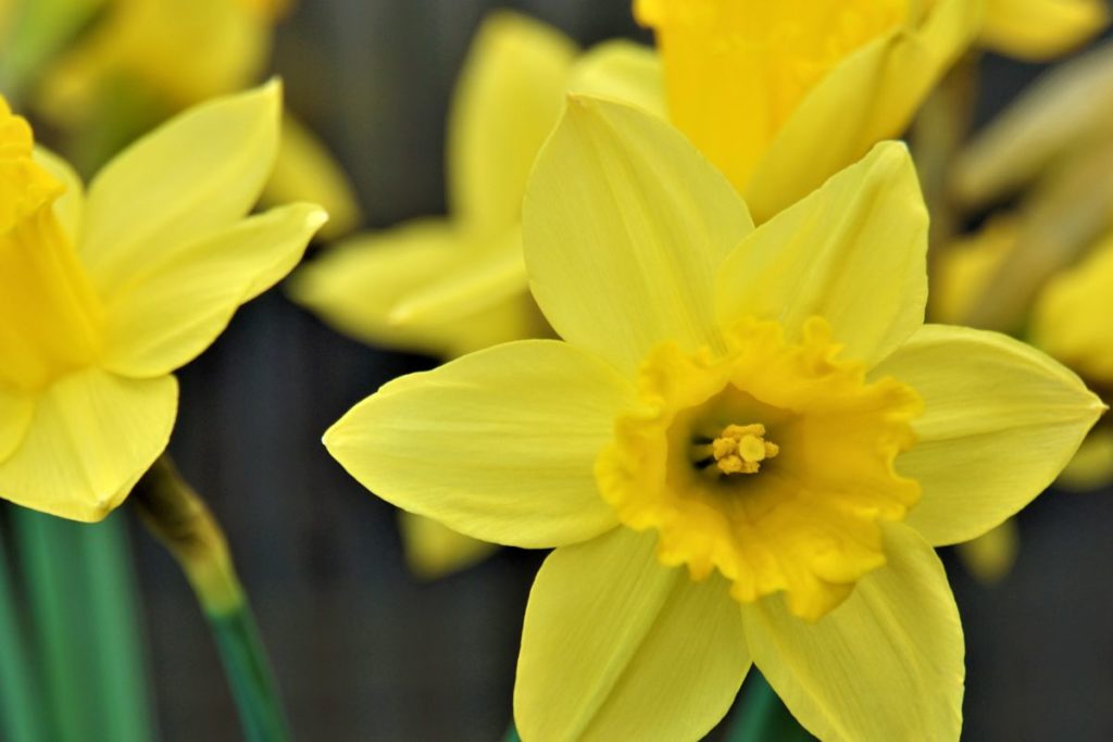 Aprenda a como cultivar Narciso e mantenha a planta saudável em casa