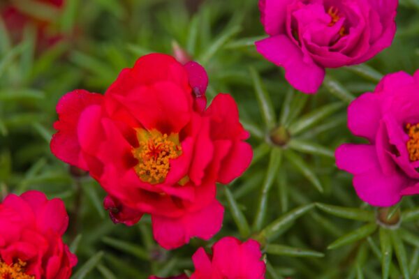 Descubra como cultivar nove horas e todas as dicas sobre a planta