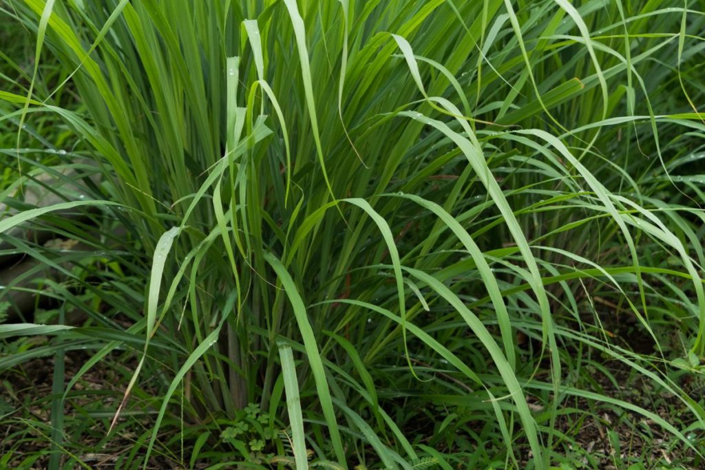 Capim limão ou erva cidreira: entenda as diferenças e cuidados exigidos