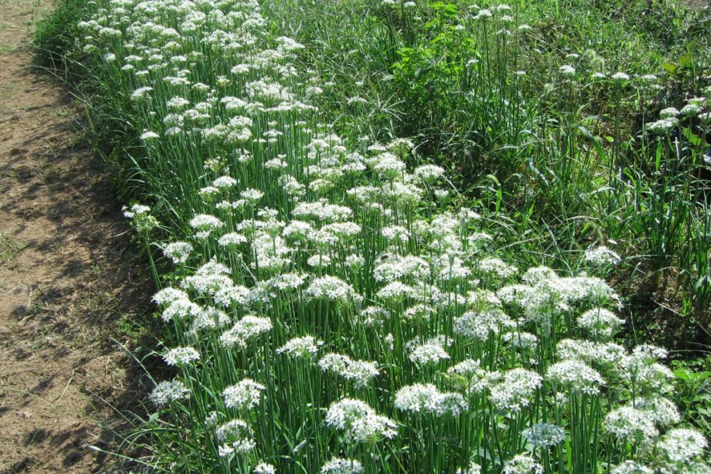 Como cultivar Nira? Veja o passo a passo