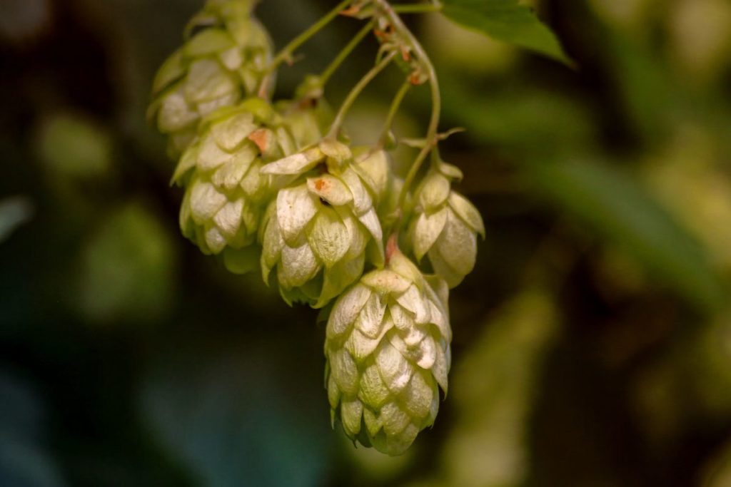 Aprenda tudo sobre o plantio de lúpulo e melhore seu cultivo em casa ...