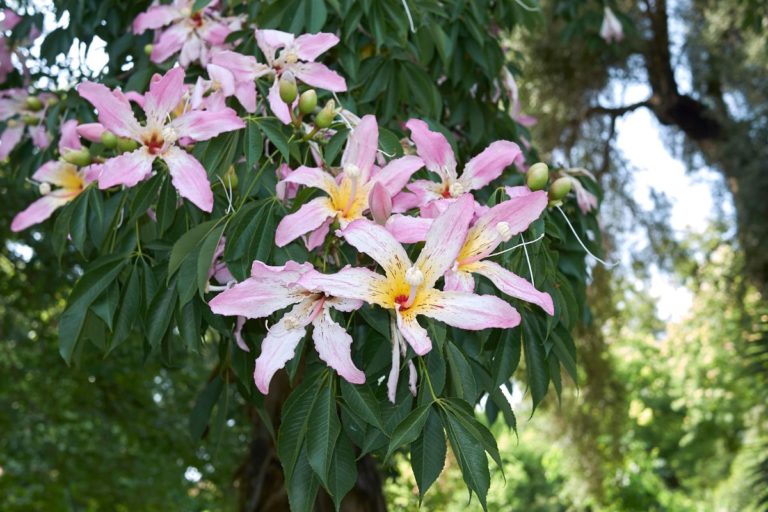 Quando floresce a paineira? Aprenda tudo sobre esse cultivo belo