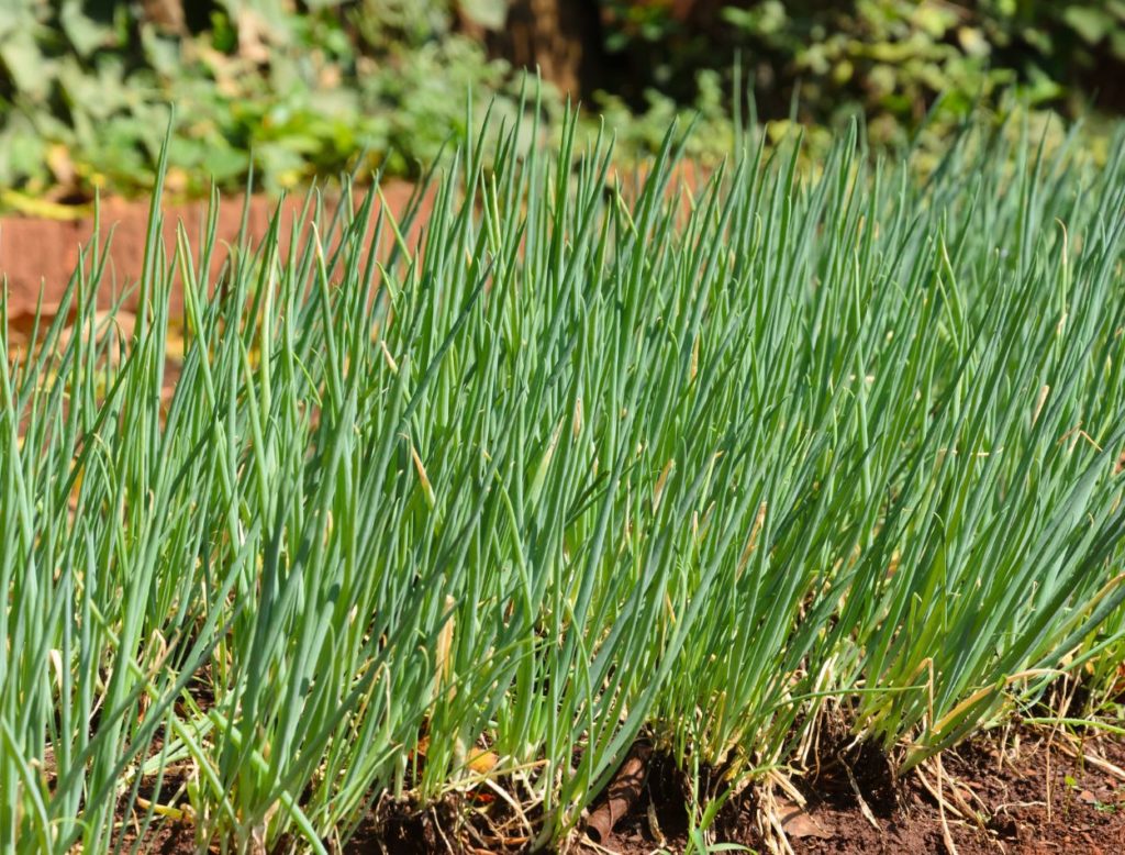 Os segredos para plantar cebolinha e encher o vaso do tempero mais ...