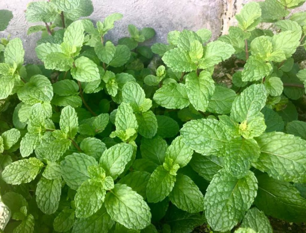 Saiba os truques para cultivar hortelã: veja como fazer para ter ...