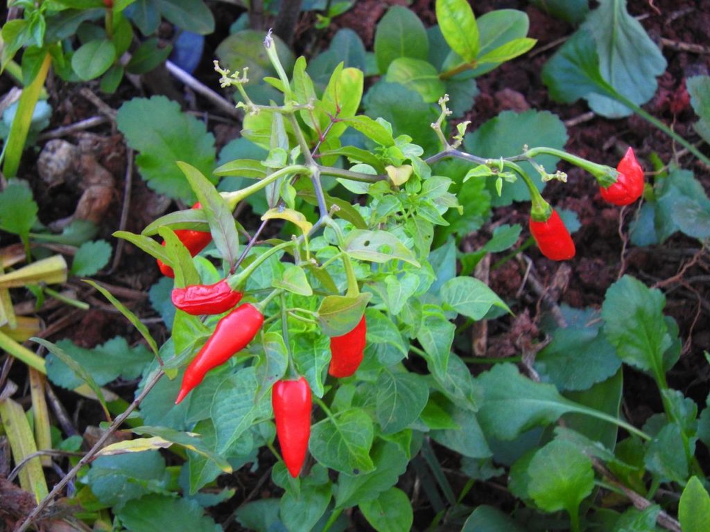 Pimenta Dedo-de-Moça: saiba como cultivar corretamente - Horta Jardim e Cia