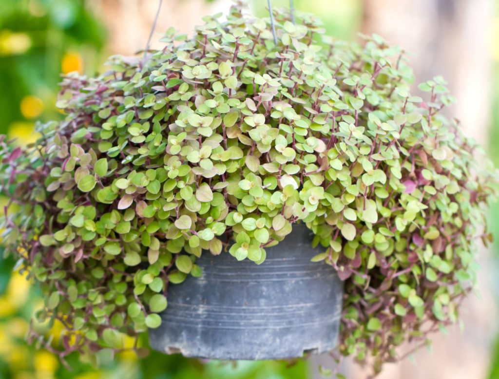 Quando regar dinheiro em penca: entenda os cuidados com a planta