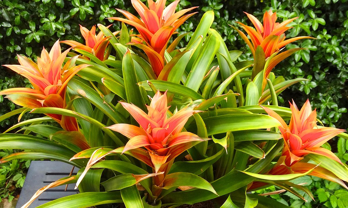 Bromélia: descubra os macetes para que fique sempre linda e colorida ...