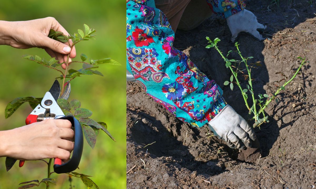Cultivo por galhos: conheça 5 plantas que pegam fácil - Horta Jardim e Cia
