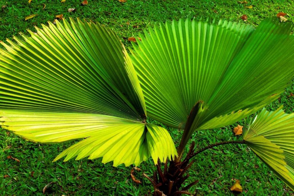 Conheça a planta que parece coqueiro e que vai encantar seu jardim