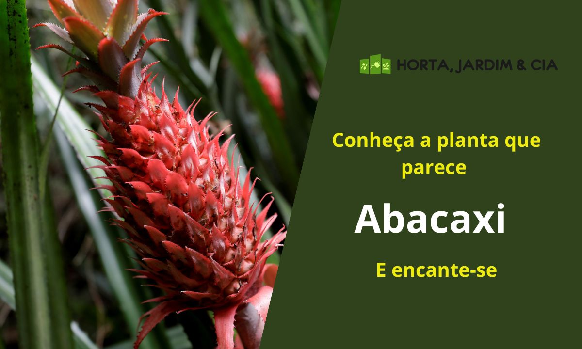 Conheça a planta que parece abacaxi perfeita para decorar seu jardim