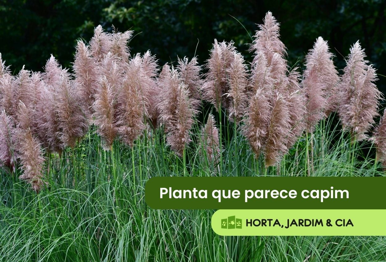 Planta que parece capim: 5 espécies para cultivar e se surpreender