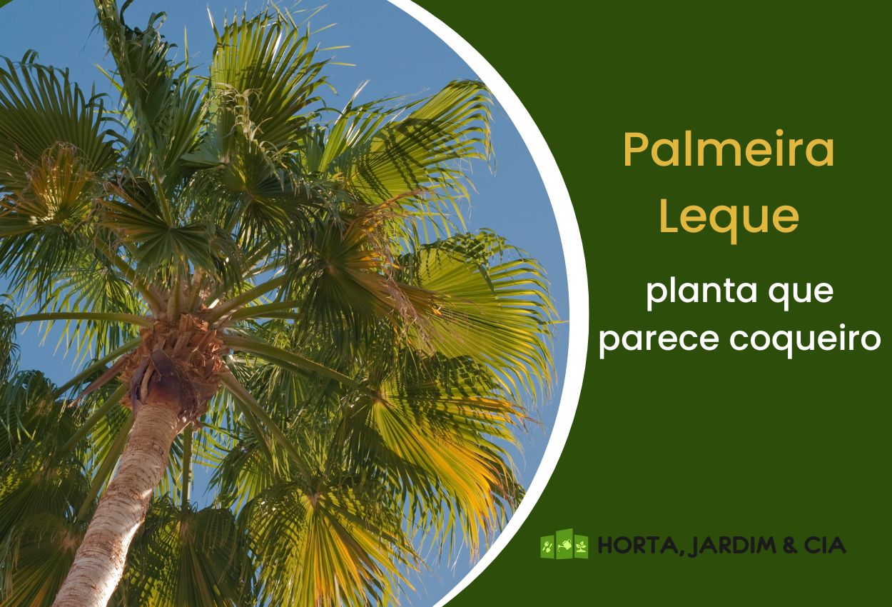 Conheça a planta que parece coqueiro e que vai encantar seu jardim