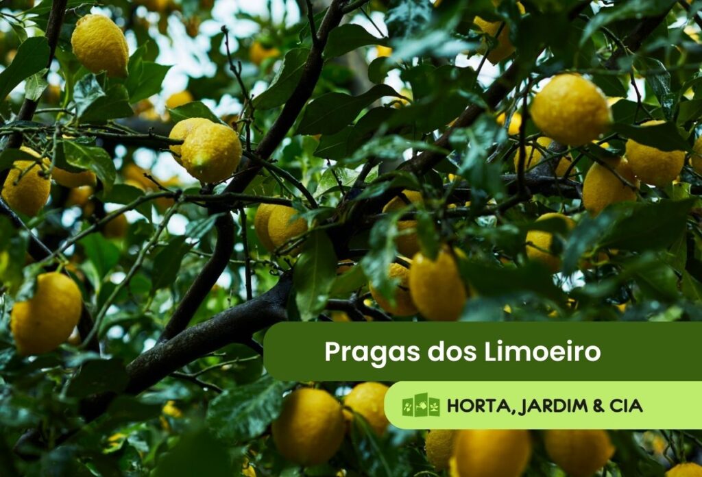 Pragas do Limoeiro: quais são e como eliminar? Um guia completo - Horta ...