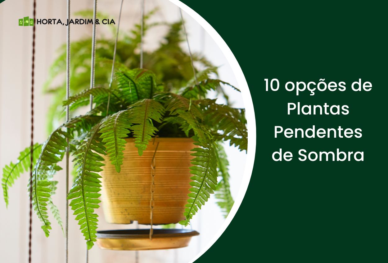 10 plantas pendentes de sombra: conheça as melhores opções para o seu ...