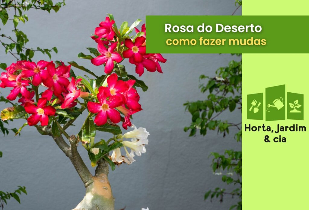 Como fazer mudas de Rosa do Deserto? Aprenda o passo a passo ideal ...