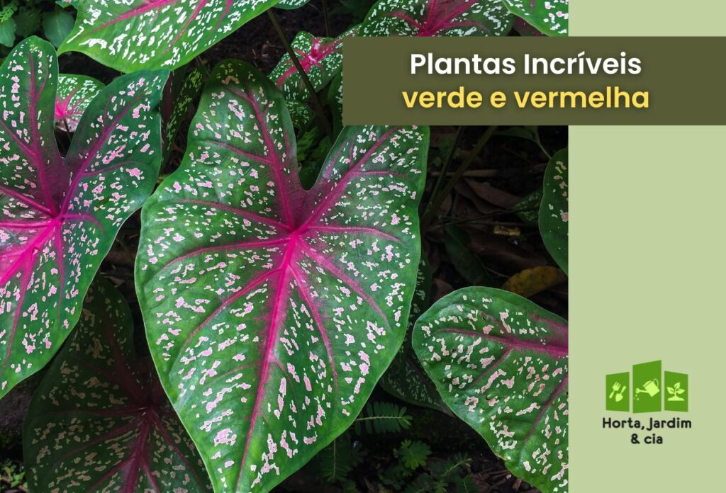 Plantas verde e vermelha: conheça opções delicadas dessa combinação ...