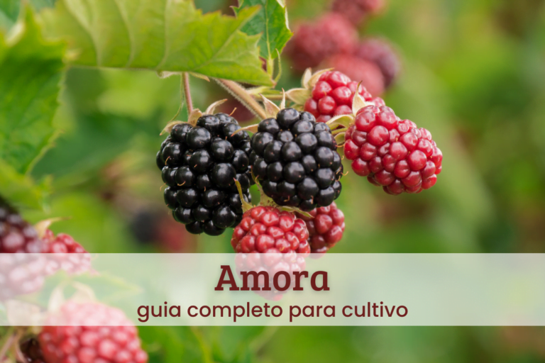 Amoras: Guia completo para o cultivo - Horta Jardim e Cia
