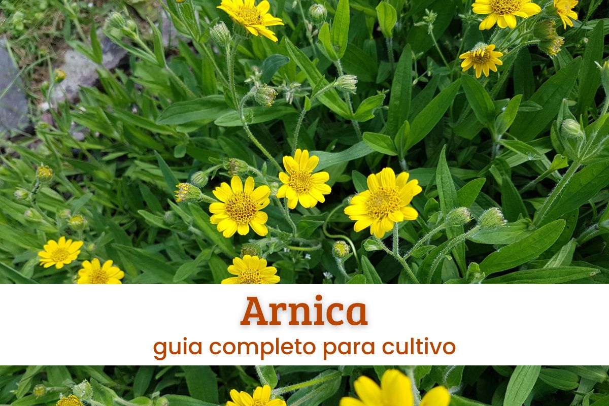 Arnica: Guia completo para o cultivo - Horta Jardim e Cia