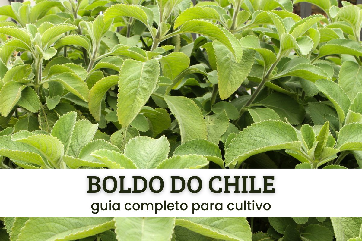 Boldo do Chile: Guia Completo para o Cultivo - Horta Jardim e Cia