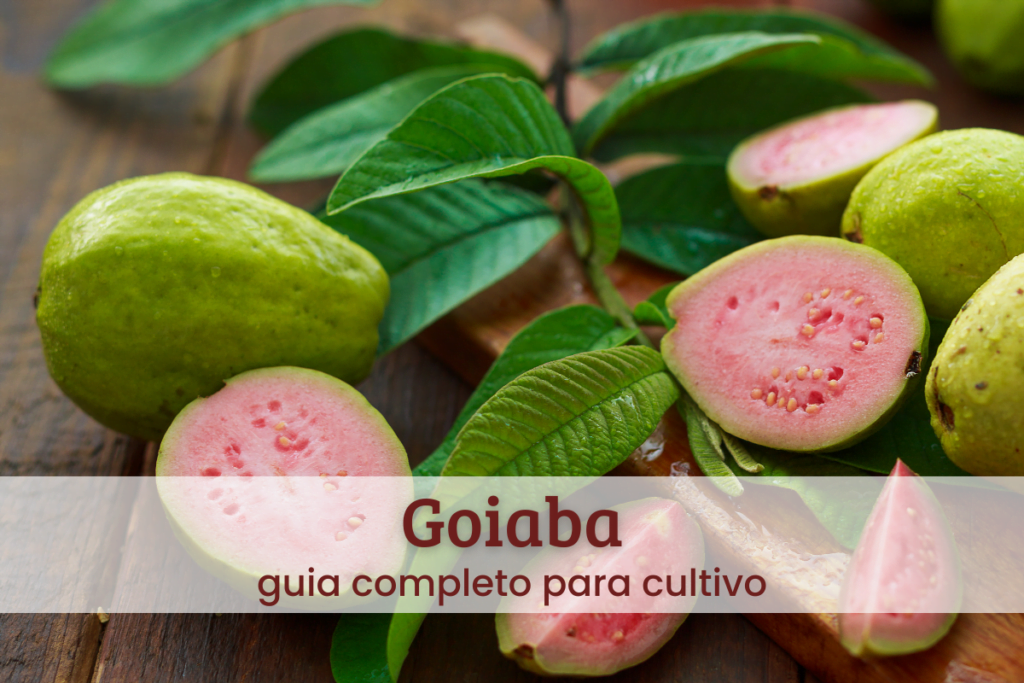 Goiaba: Guia completo para o cultivo - Horta Jardim e Cia