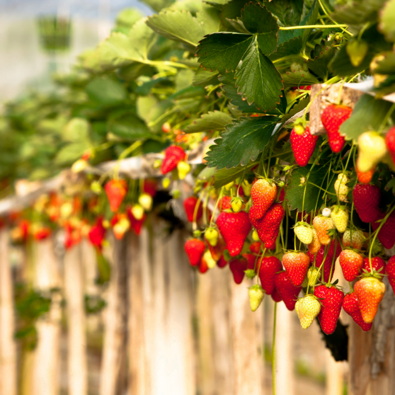 Morango: Guia completo para o cultivo - Horta Jardim e Cia