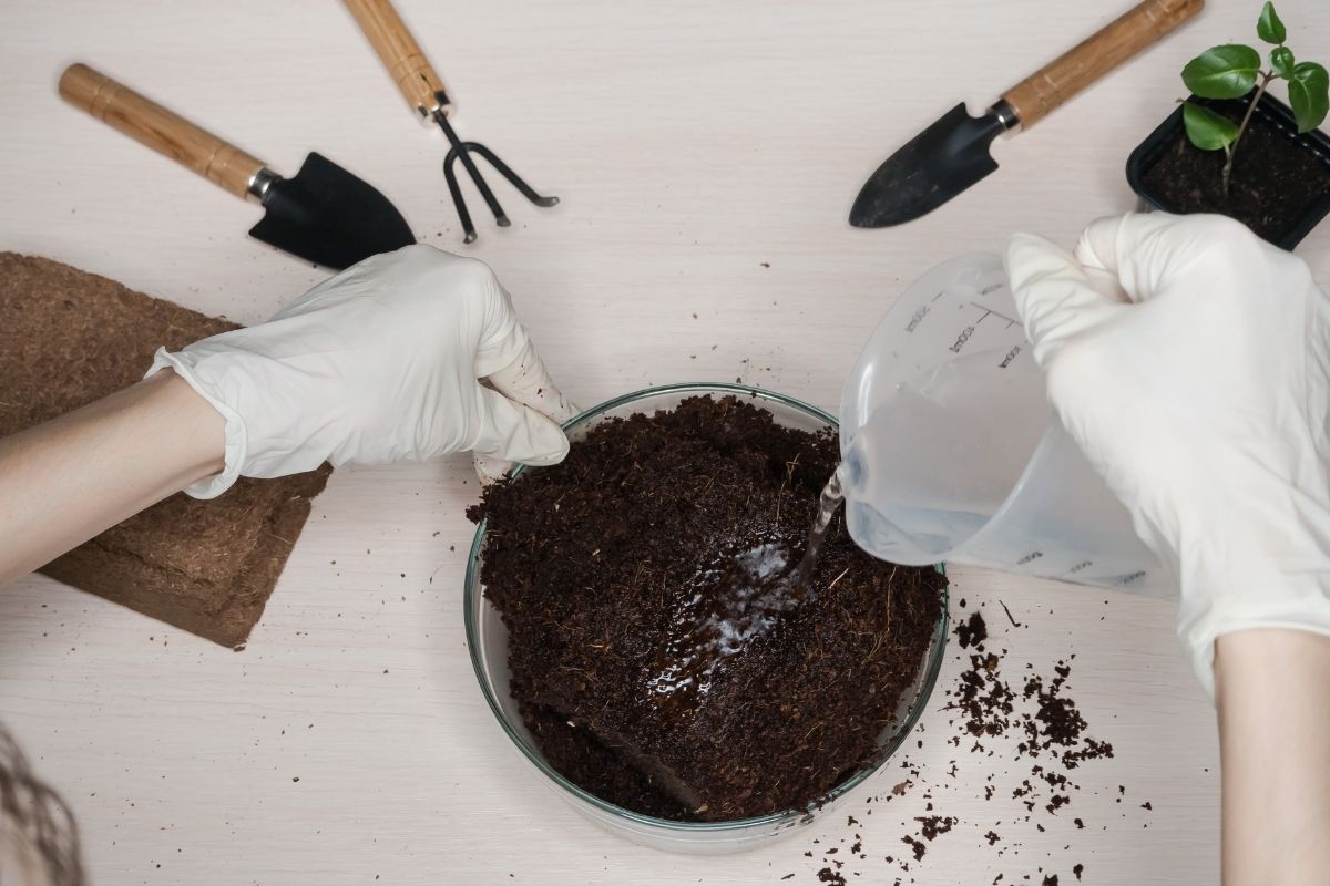 Substrato: O que é, como escolher o melhor para suas plantas e dicas ...