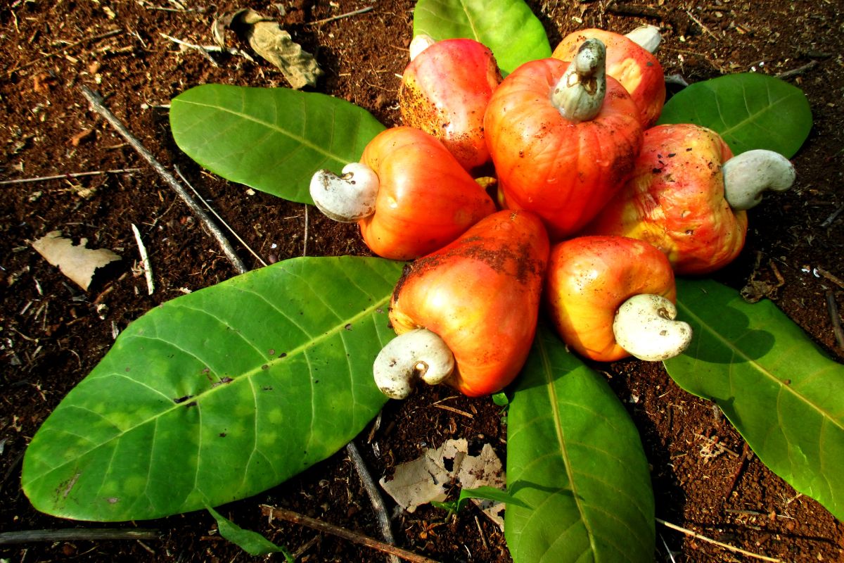 Quando plantar girassol? Saiba o momento certo para ter sucesso - Horta ...