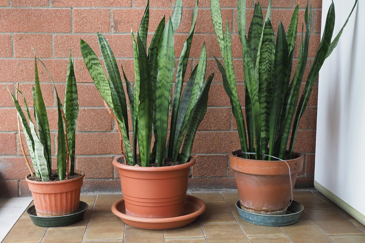 Dieffenbachia ou Comigo-ninguém-pode: conheça a folhagem perfeita para ...